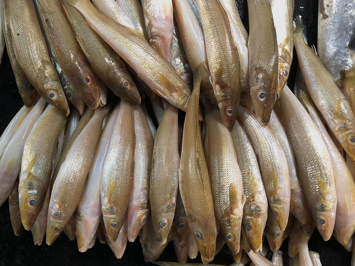 Lady Fish - C Restaurant